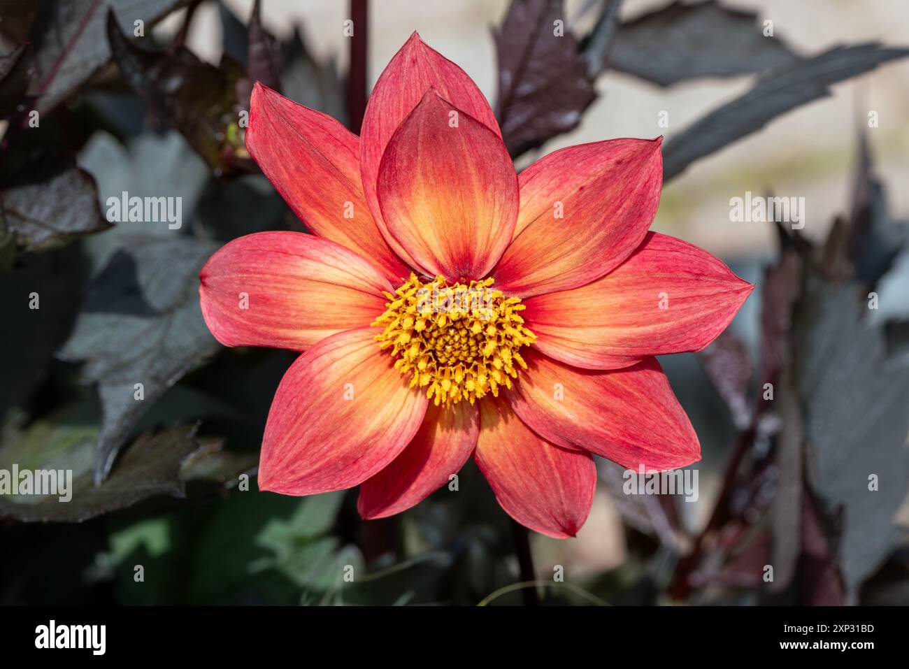 Dahlia 'Schipper's Bronze' a copper bronze single flowered summer ...