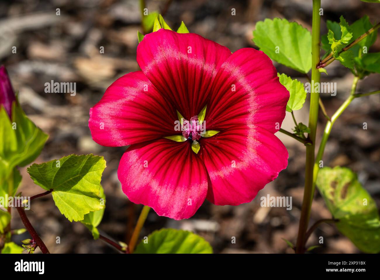 Malope trifida 'Vulcan' a hardy annual summer autumn fall flowering ...