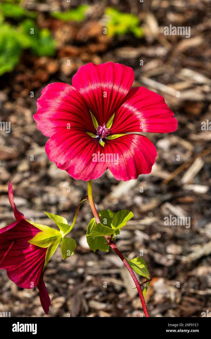 Malope trifida 'Vulcan' a hardy annual summer autumn fall flowering ...