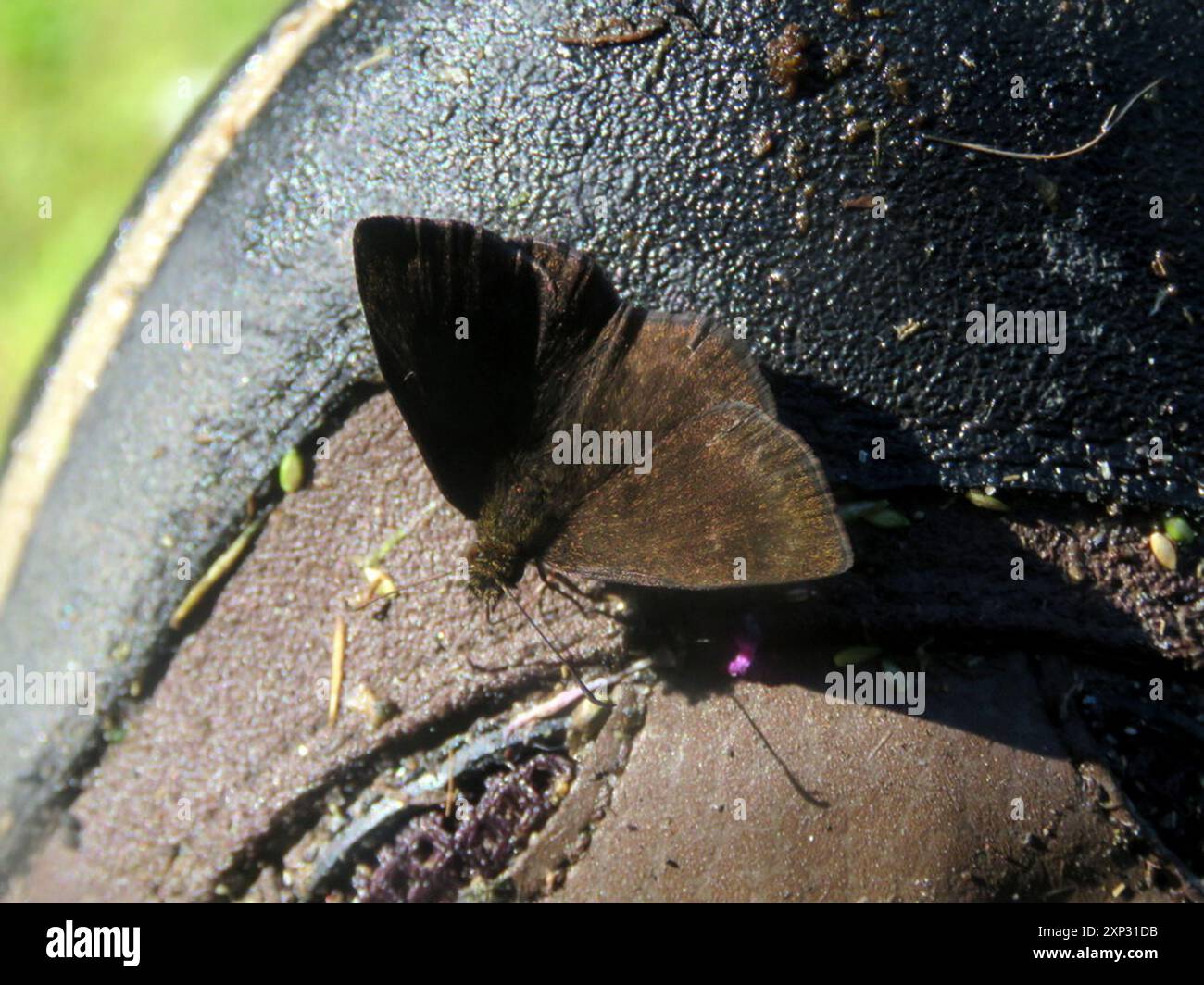 Spread wing skippers hi-res stock photography and images - Alamy