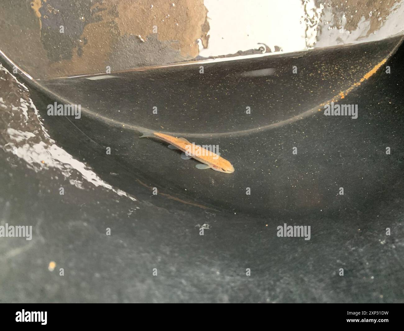 Blacknose dace hi-res stock photography and images - Alamy
