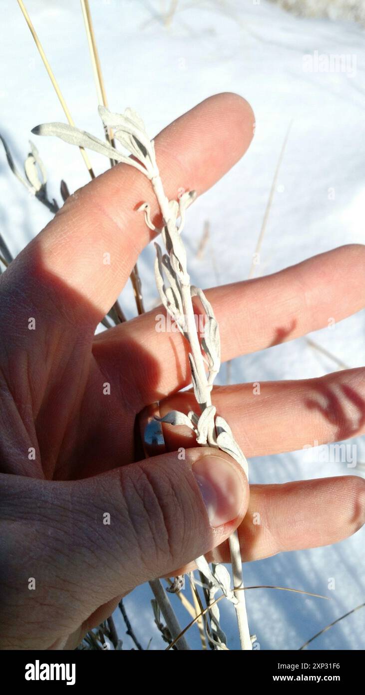 Silver Sagebrush (Artemisia cana) Plantae Stock Photo - Alamy