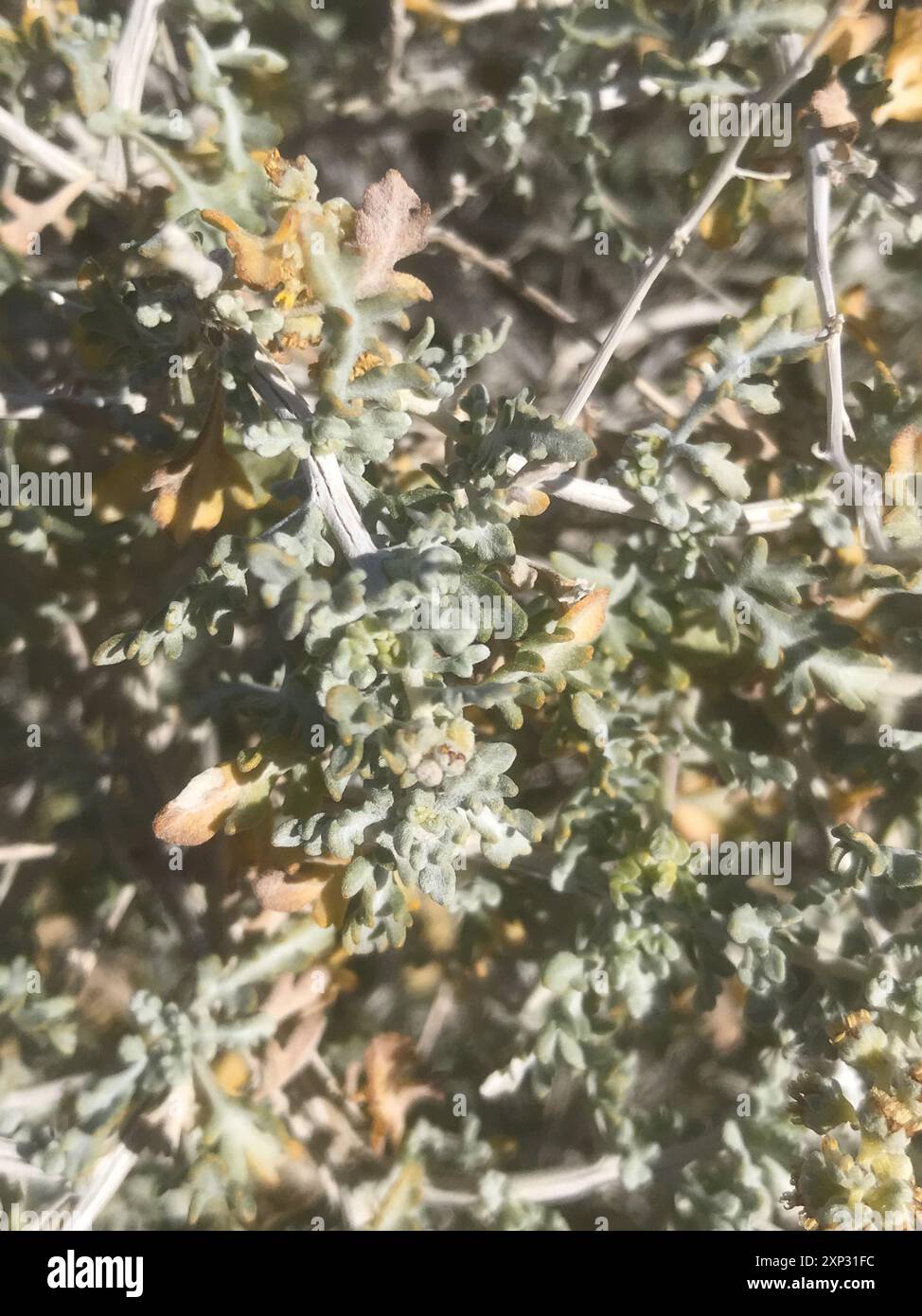 Burrobush (Ambrosia dumosa) Plantae Stock Photo - Alamy