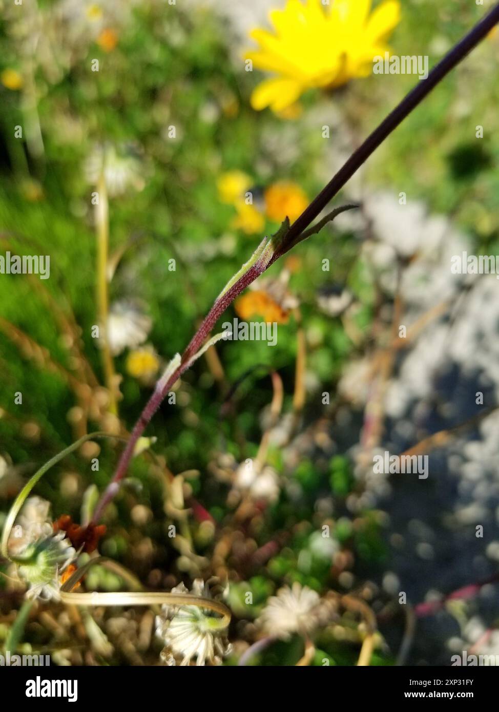Cape marigold (Dimorphotheca sinuata) Plantae Stock Photo - Alamy