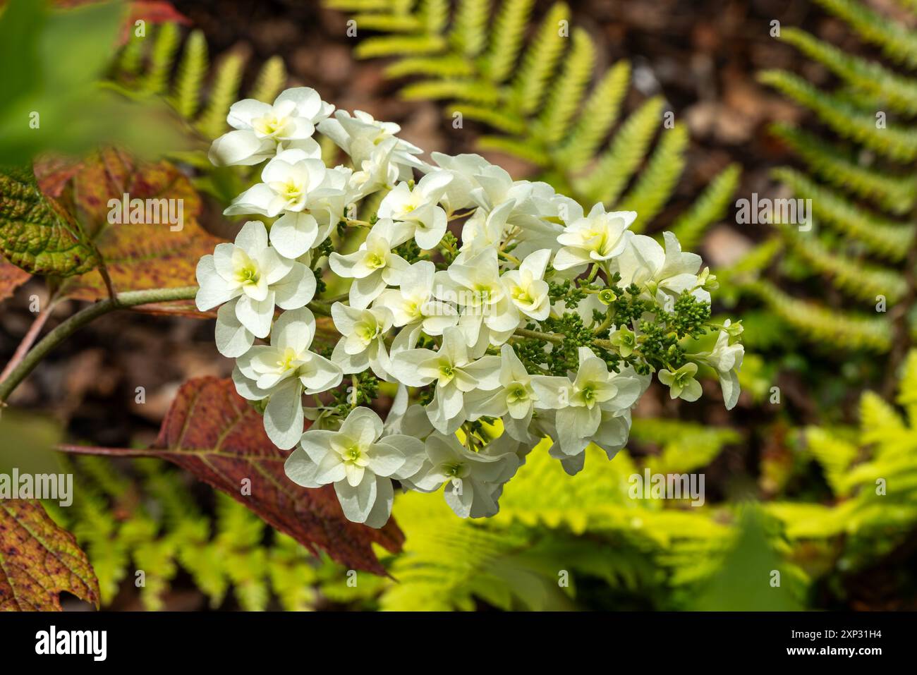 Hydrangea quercifolia, 'Snowflake' a summer autumn fall flowering ...