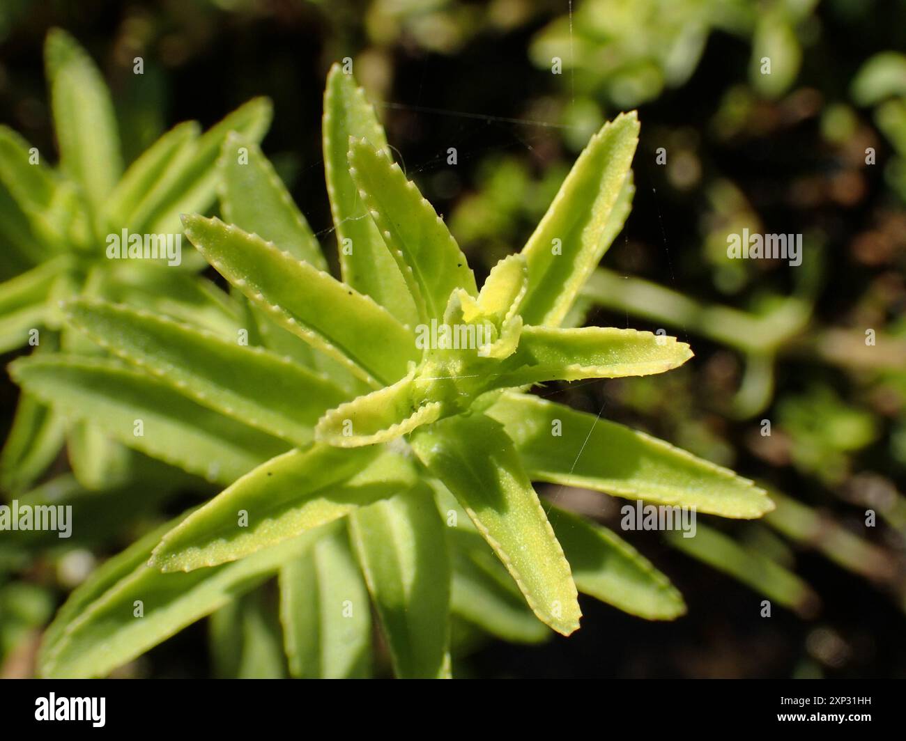 Rice Paddy Herb (Limnophila aromatica) Plantae Stock Photo - Alamy