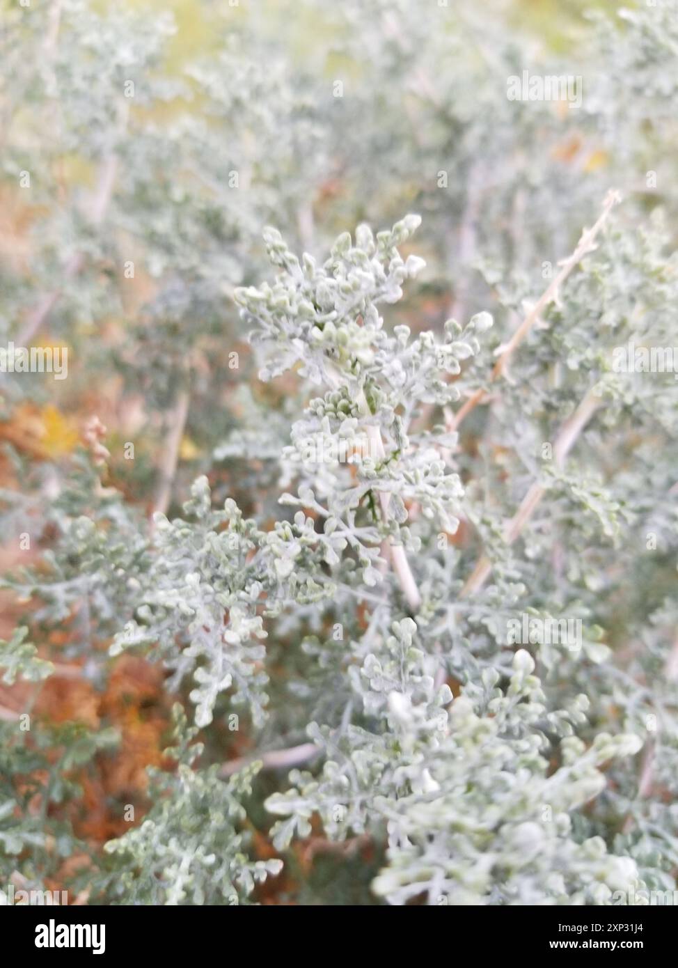 Burrobush (Ambrosia dumosa) Plantae Stock Photo - Alamy