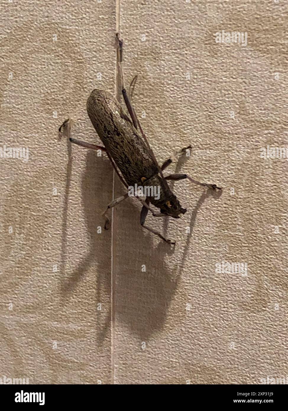 Lemon tree borer (Oemona hirta) Insecta Stock Photo - Alamy