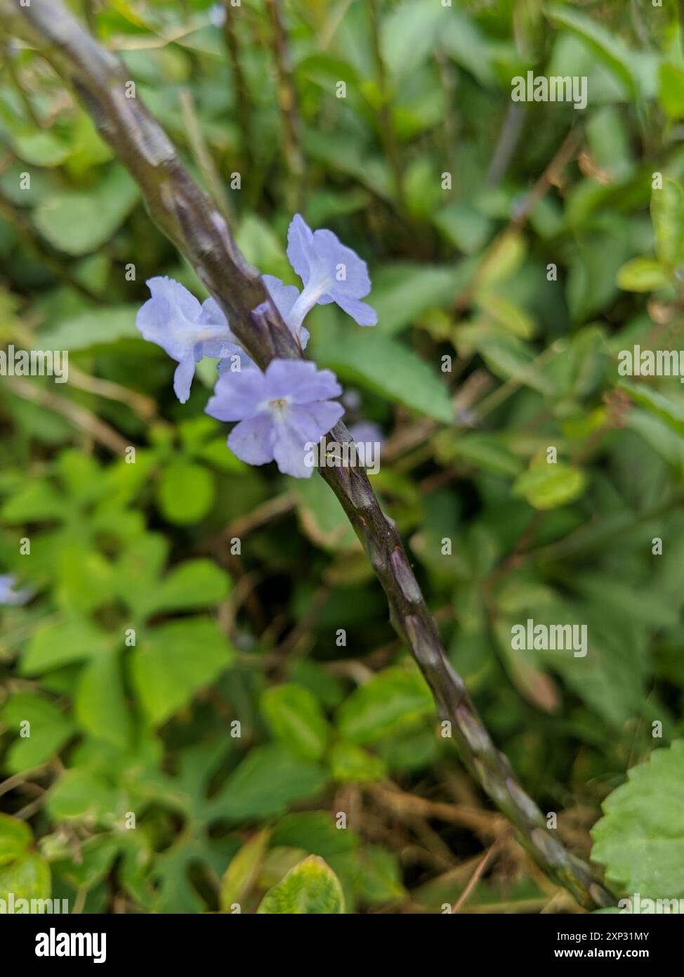 Blue Porterweed (Stachytarpheta jamaicensis) Plantae Stock Photo - Alamy