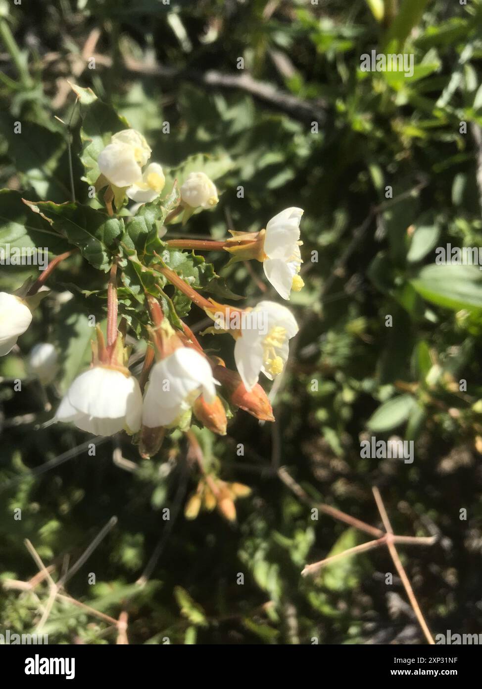 Booth's Evening Primrose (Eremothera boothii) Plantae Stock Photo - Alamy