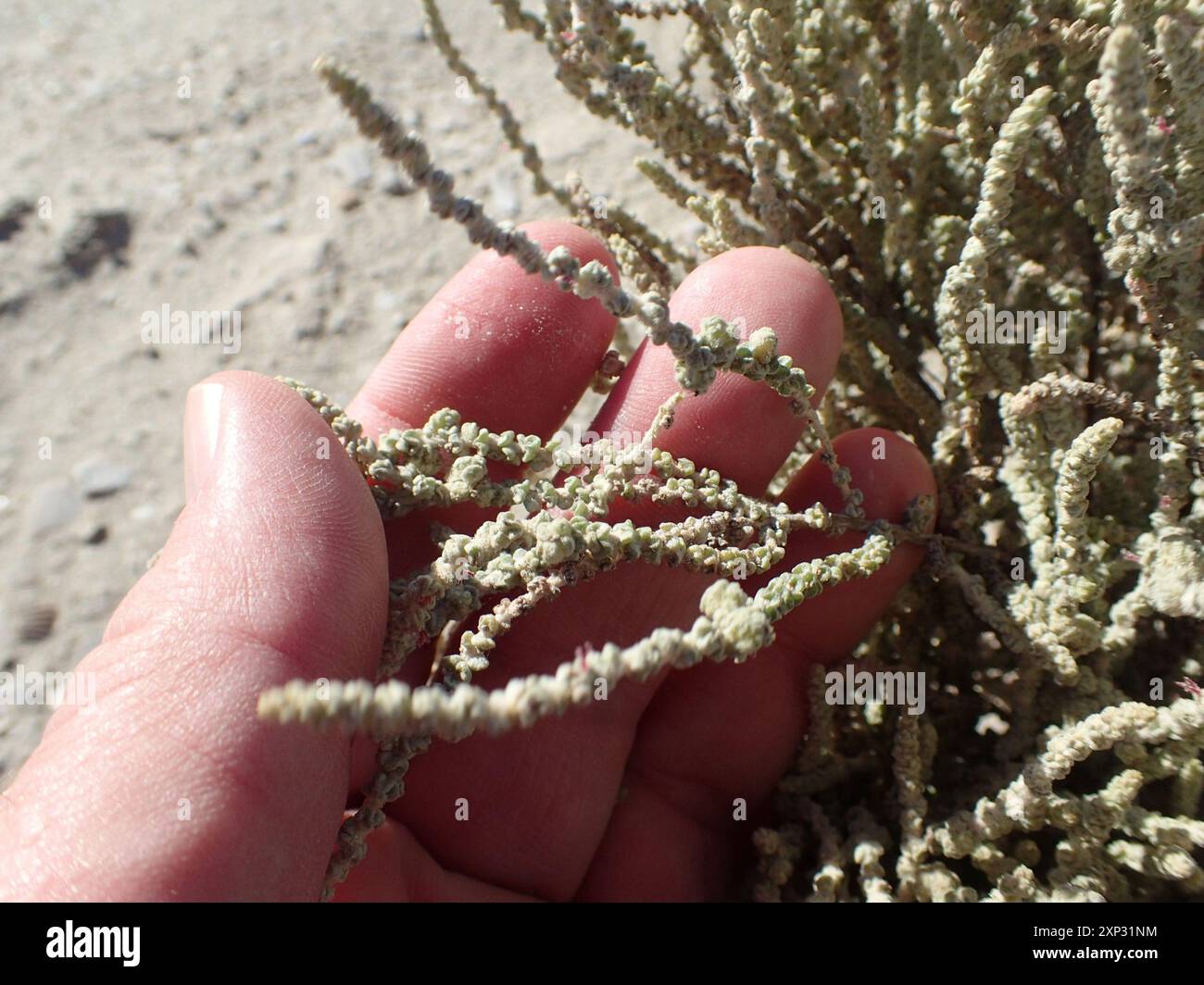(Atriplex julacea) Plantae Stock Photo - Alamy