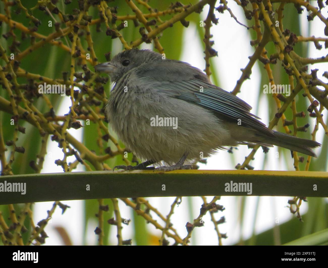 Sayaca Tanager (Thraupis sayaca) Aves Stock Photo - Alamy