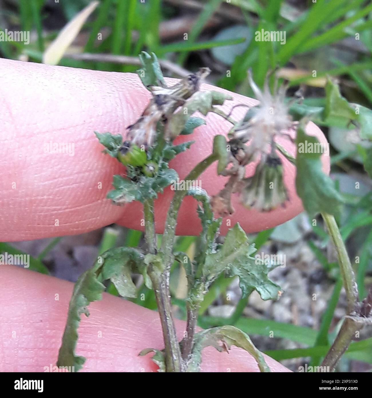 common groundsel (Senecio vulgaris) Plantae Stock Photo - Alamy