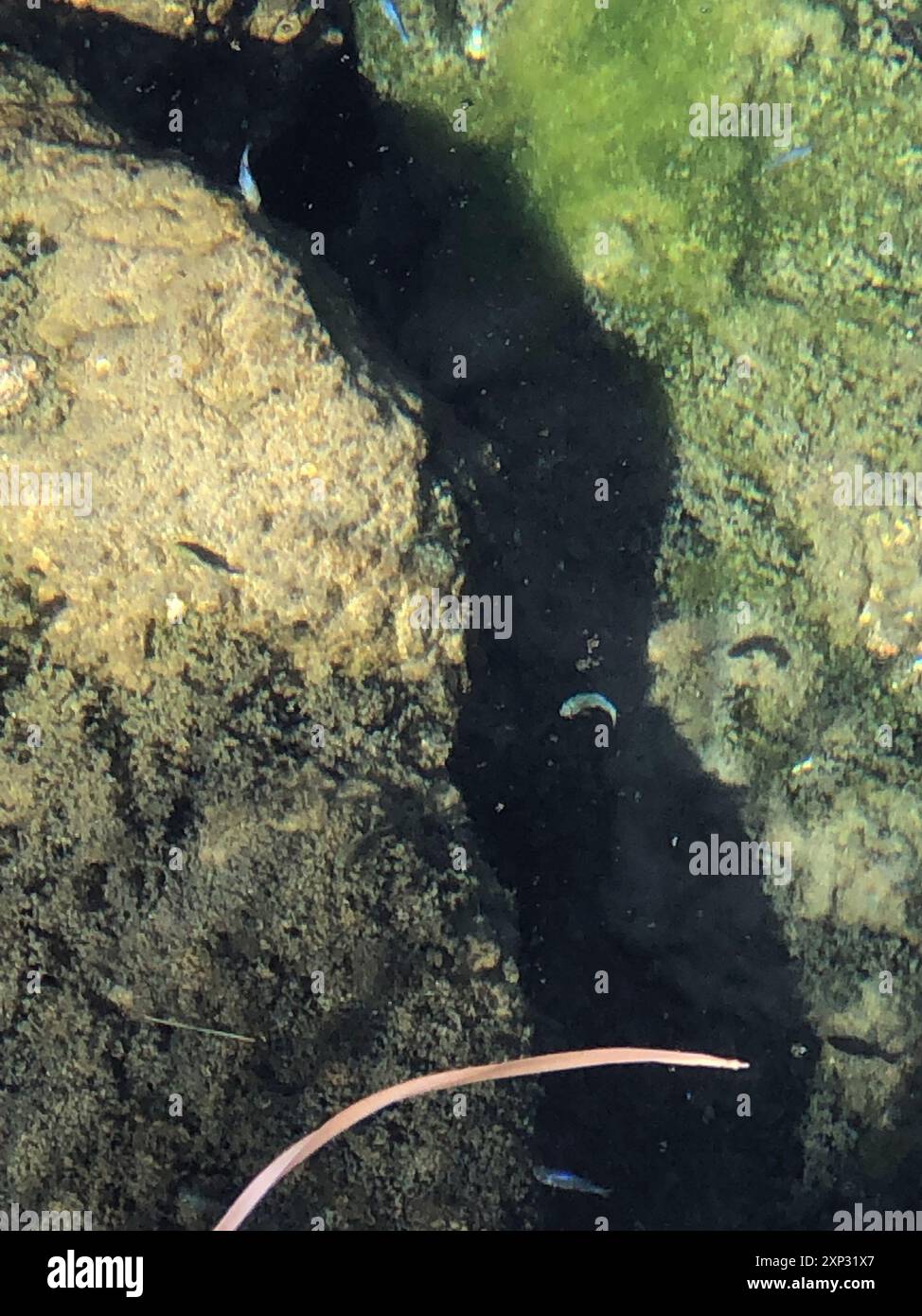 Ash Meadows Amargosa Pupfish (Cyprinodon nevadensis mionectes ...