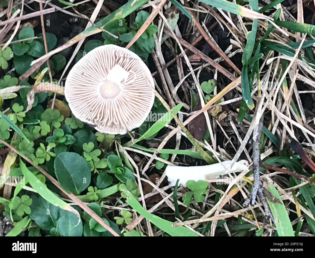 Downy milk cap (Lactarius pubescens) Fungi Stock Photo - Alamy
