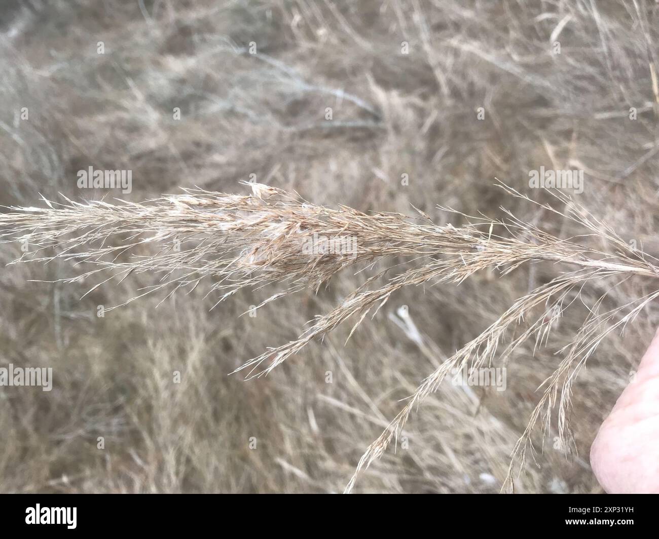 European reed (Phragmites australis australis) Plantae Stock Photo - Alamy