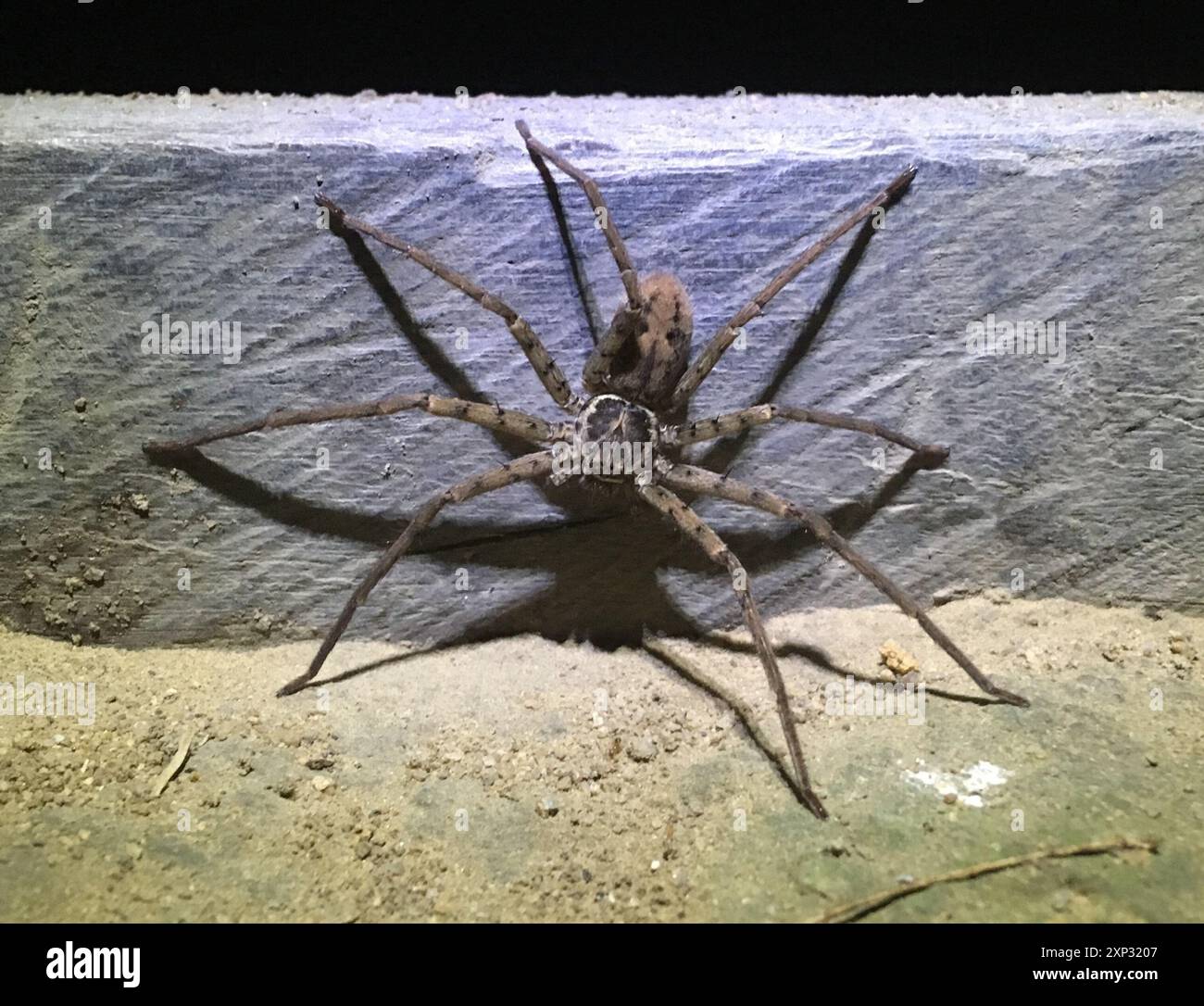 Pantropical Huntsman Spider (Heteropoda venatoria) Arachnida Stock ...
