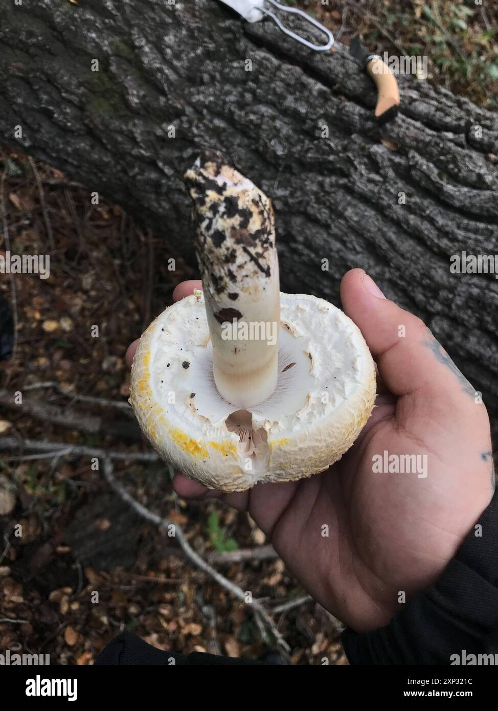Yellow Stainer (Agaricus xanthodermus) Fungi Stock Photo - Alamy