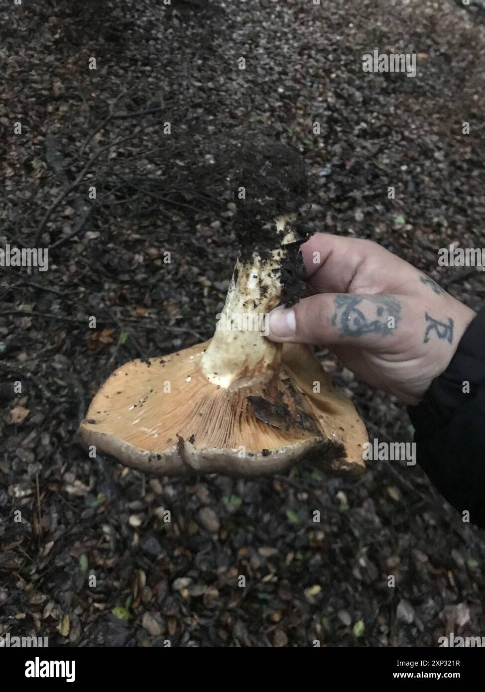 Giant Gray Milk Cap (Lactarius argillaceifolius megacarpus) Fungi Stock ...