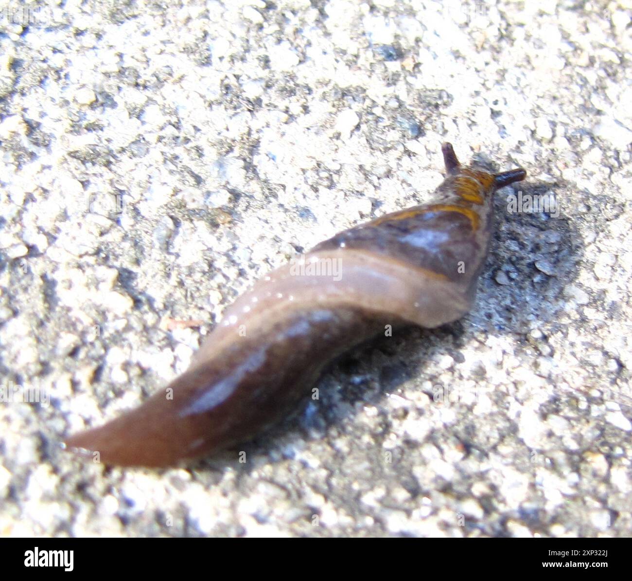 Smooth Land Slugs (Deroceras) Mollusca Stock Photo - Alamy