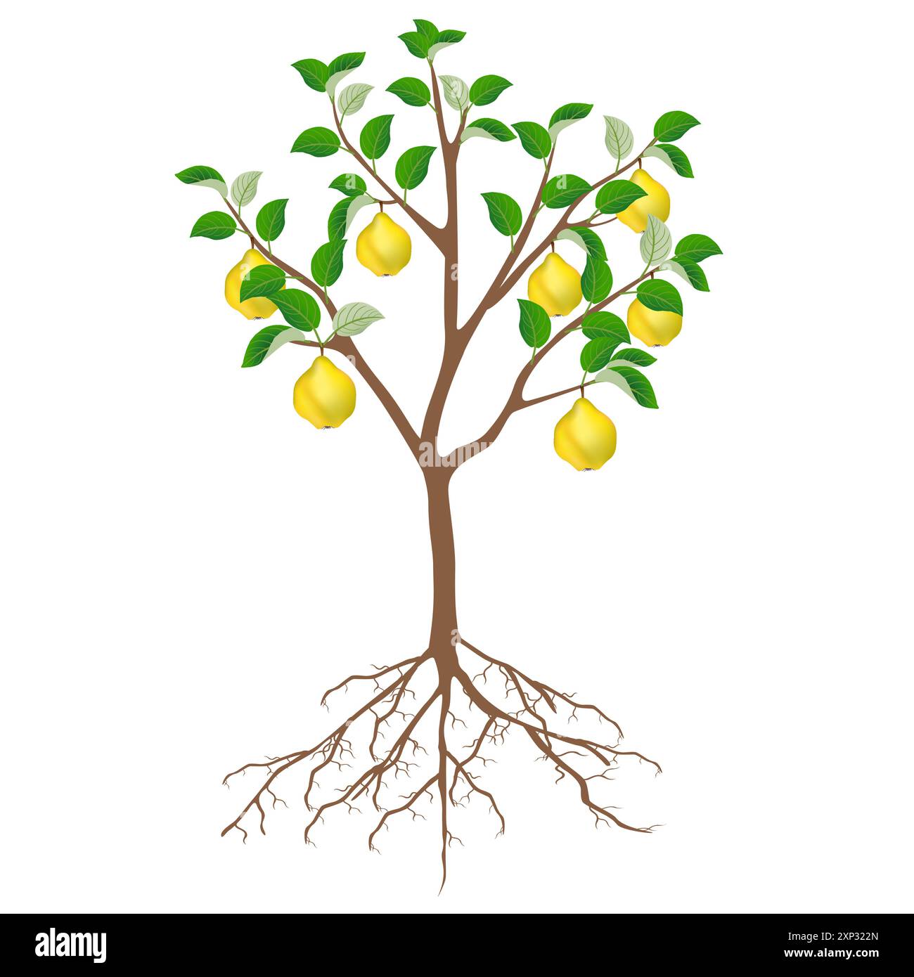 Quince tree with fruits and roots on a white background Stock Vector ...