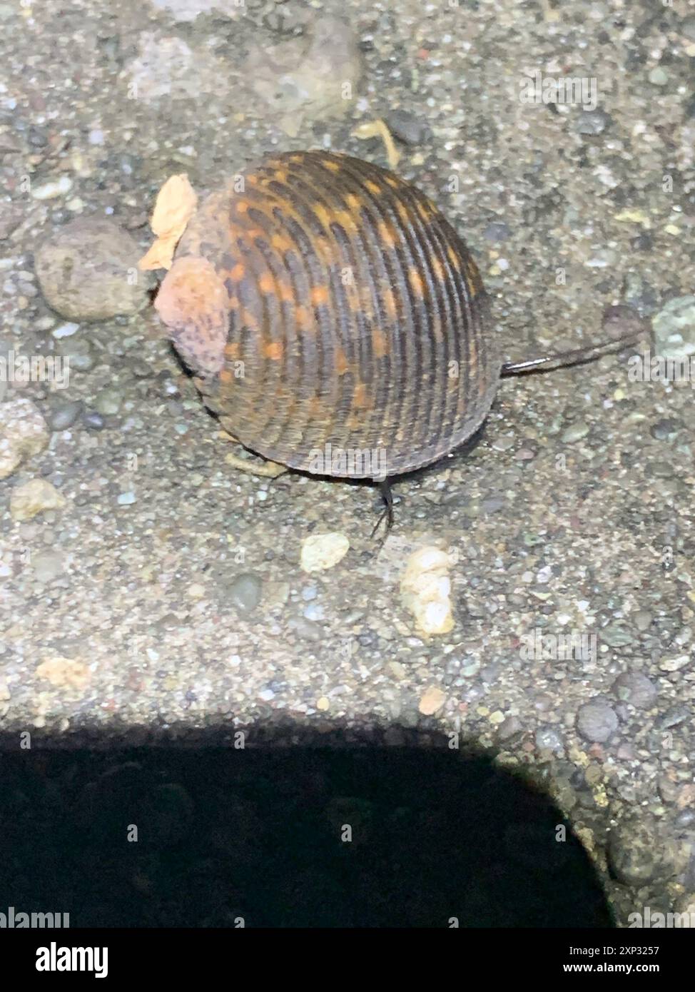 Rough-ribbed Nerite (Nerita scabricosta) Mollusca Stock Photo - Alamy