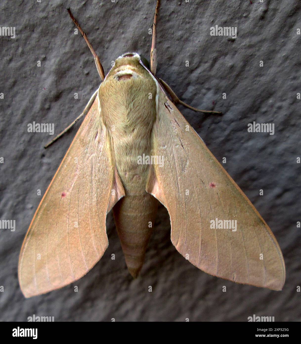 Cape Hawk (Theretra capensis) Insecta Stock Photo - Alamy