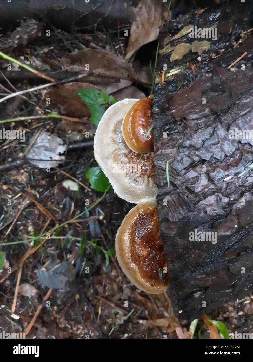 Northern Red Belt (Fomitopsis mounceae) Fungi Stock Photo - Alamy