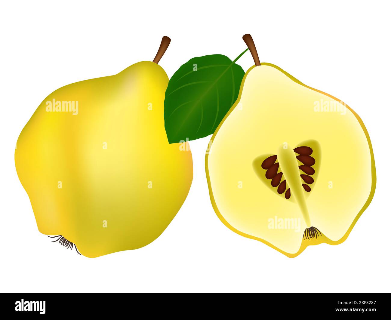 Quince on a tree Stock Vector Images - Alamy
