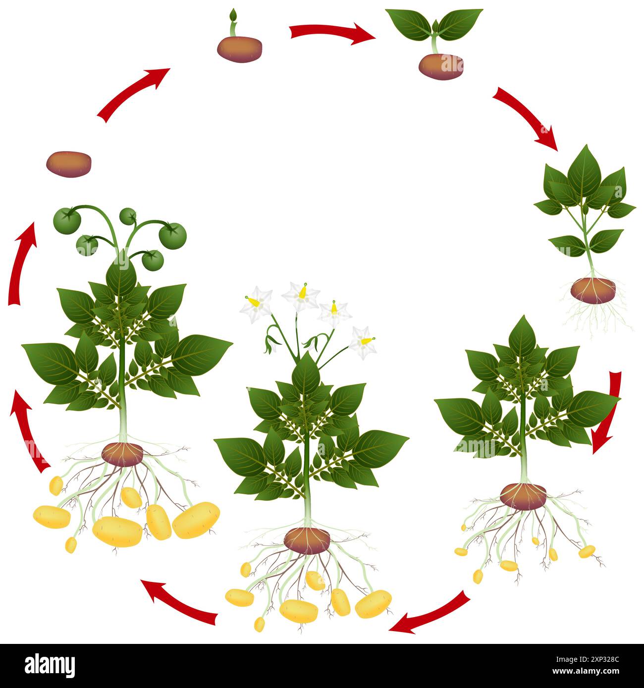 Life cycle of a flower drawing hi-res stock photography and images - Alamy