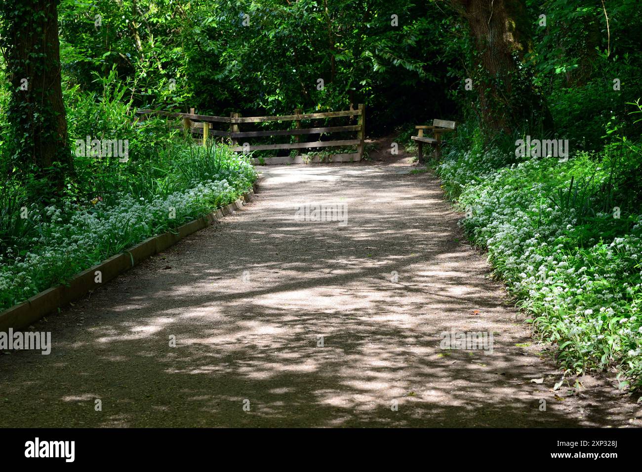 Wild garlic growing beside a shaded footpath in woodland Stock Photo ...