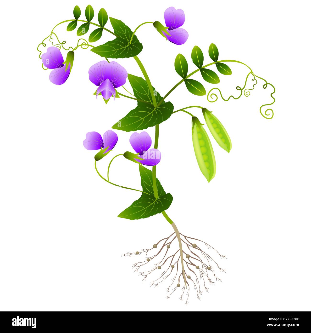 Pea plant roots Stock Vector Images - Alamy