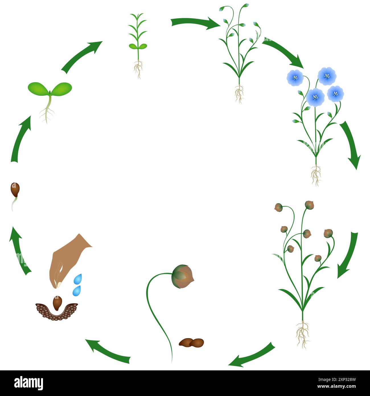 Blue flax plant flowers Stock Vector Images - Alamy