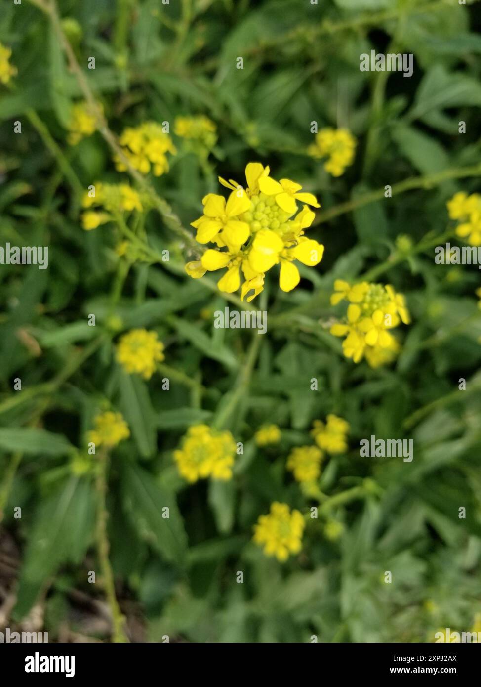 annual bastard cabbage (Rapistrum rugosum) Plantae Stock Photo - Alamy