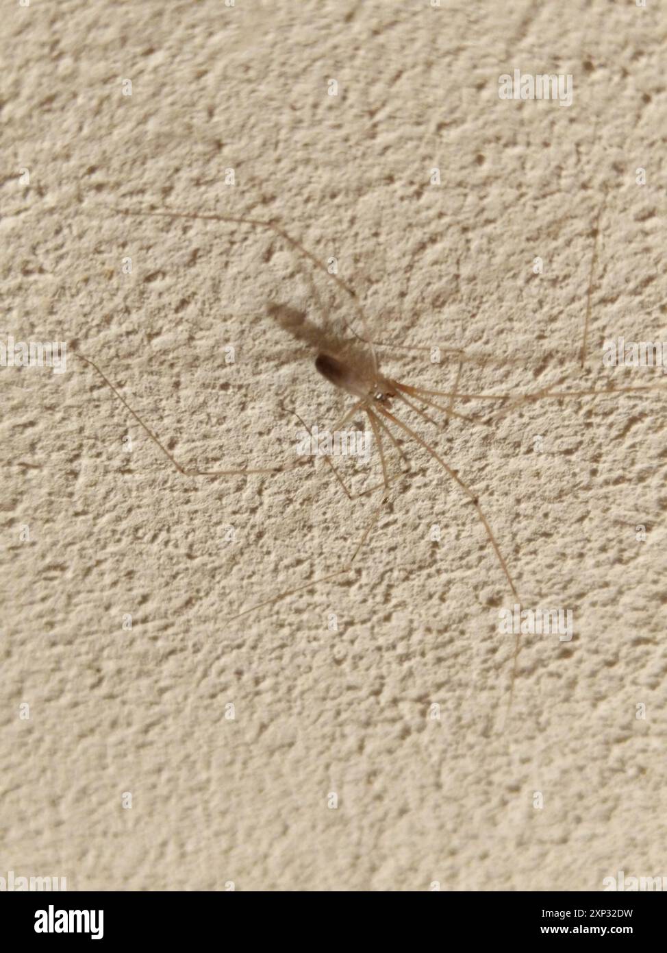 Long-bodied Cellar Spider (Pholcus phalangioides) Arachnida Stock Photo ...
