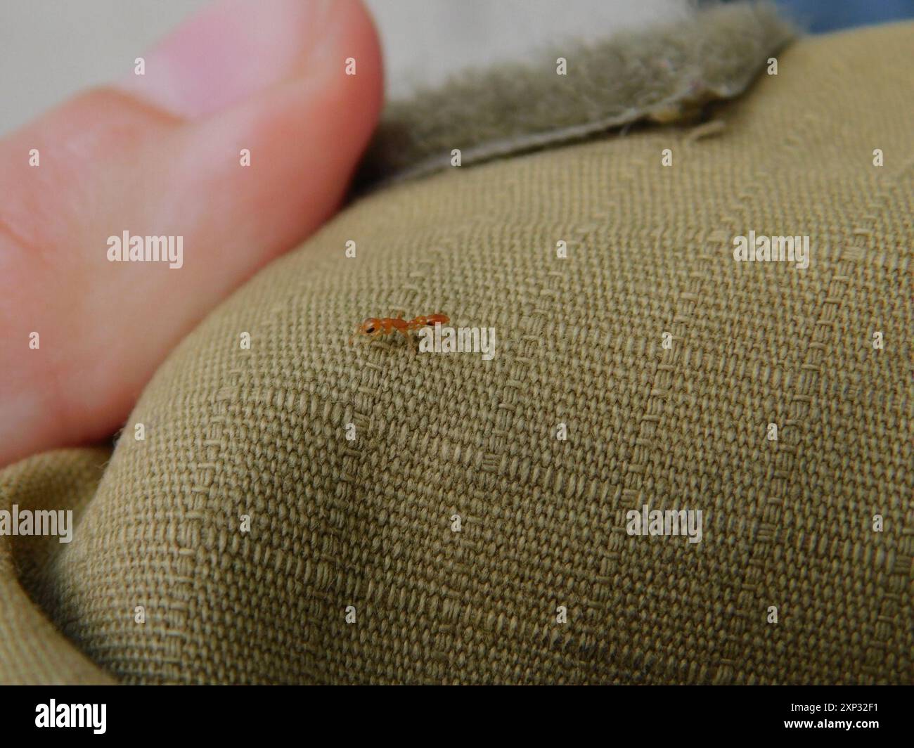 Pallidus-group Twig Ants (Pseudomyrmex pallidus) Insecta Stock Photo ...