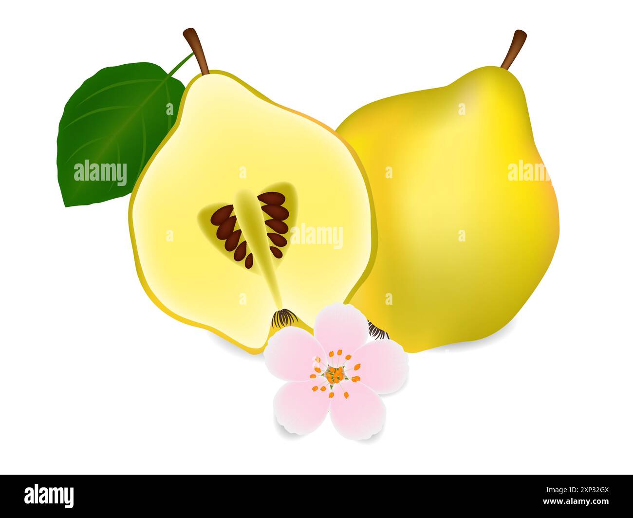 Whole a ripe quince and half with a flower on a white background Stock ...