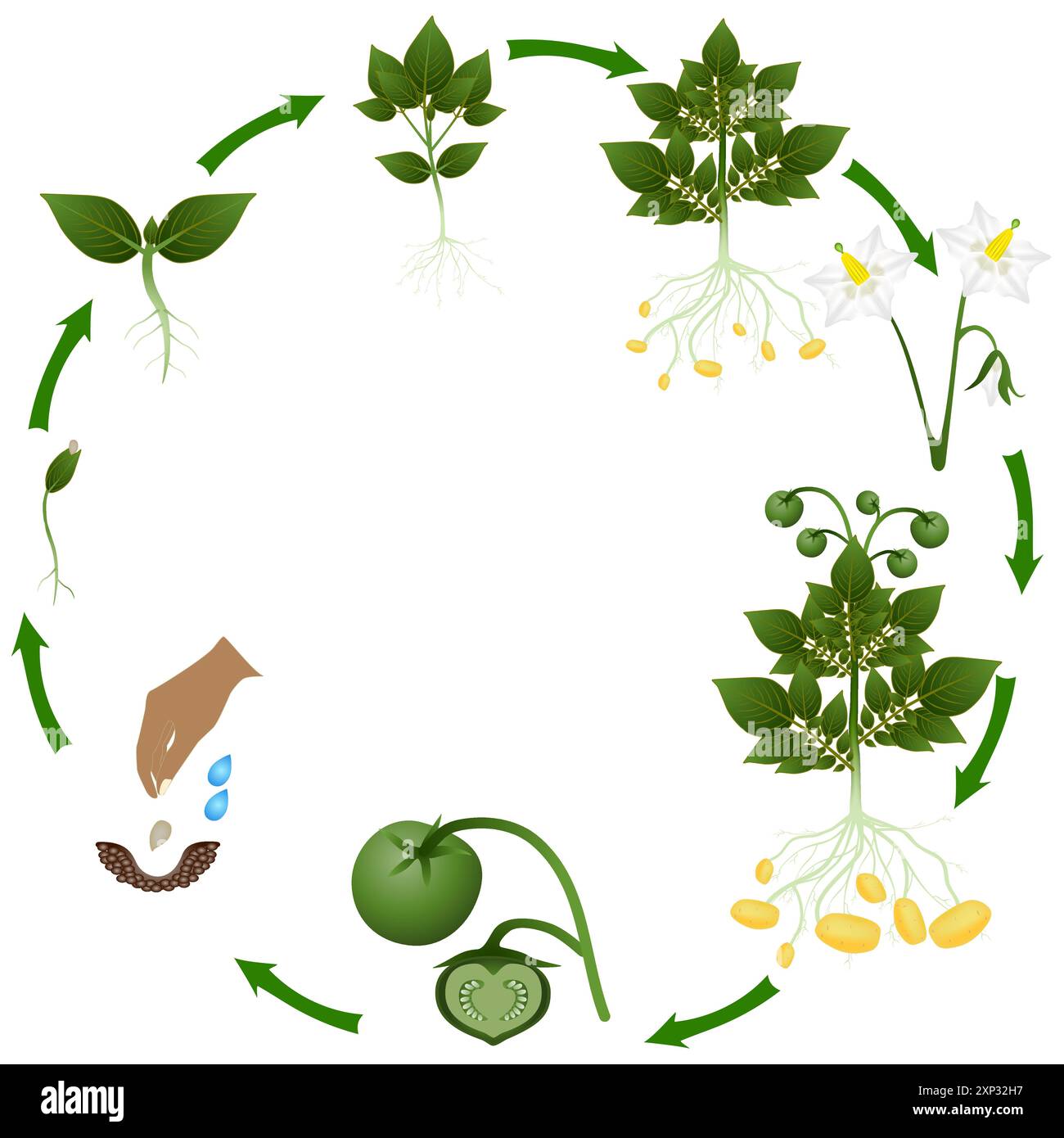 Life cycle of potato growing from seeds, on a white background Stock ...