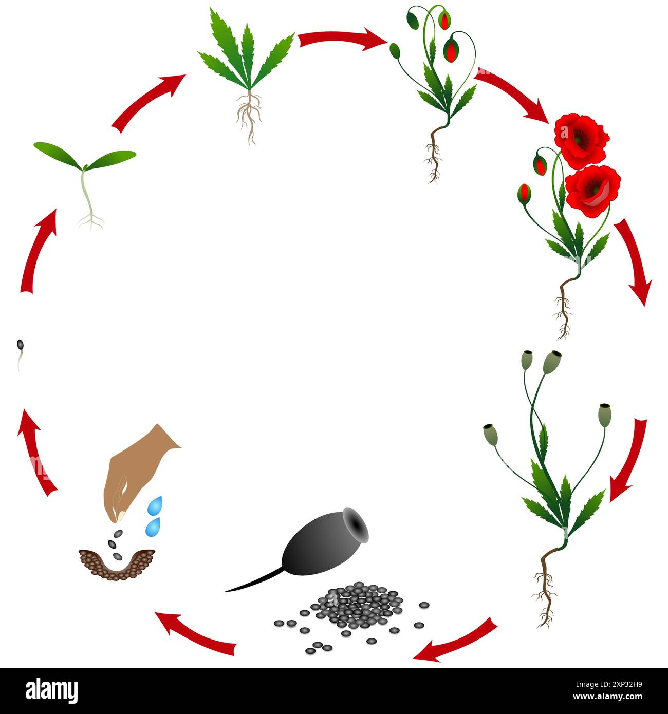 Life cycle of poppy plant on a white background Stock Vector Image ...