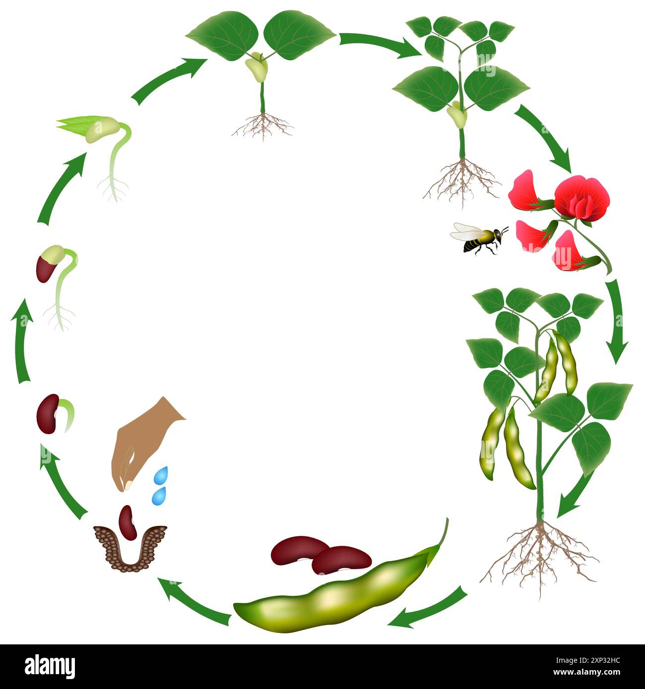 Life cycle of a bean plant on a white background Stock Vector Image ...
