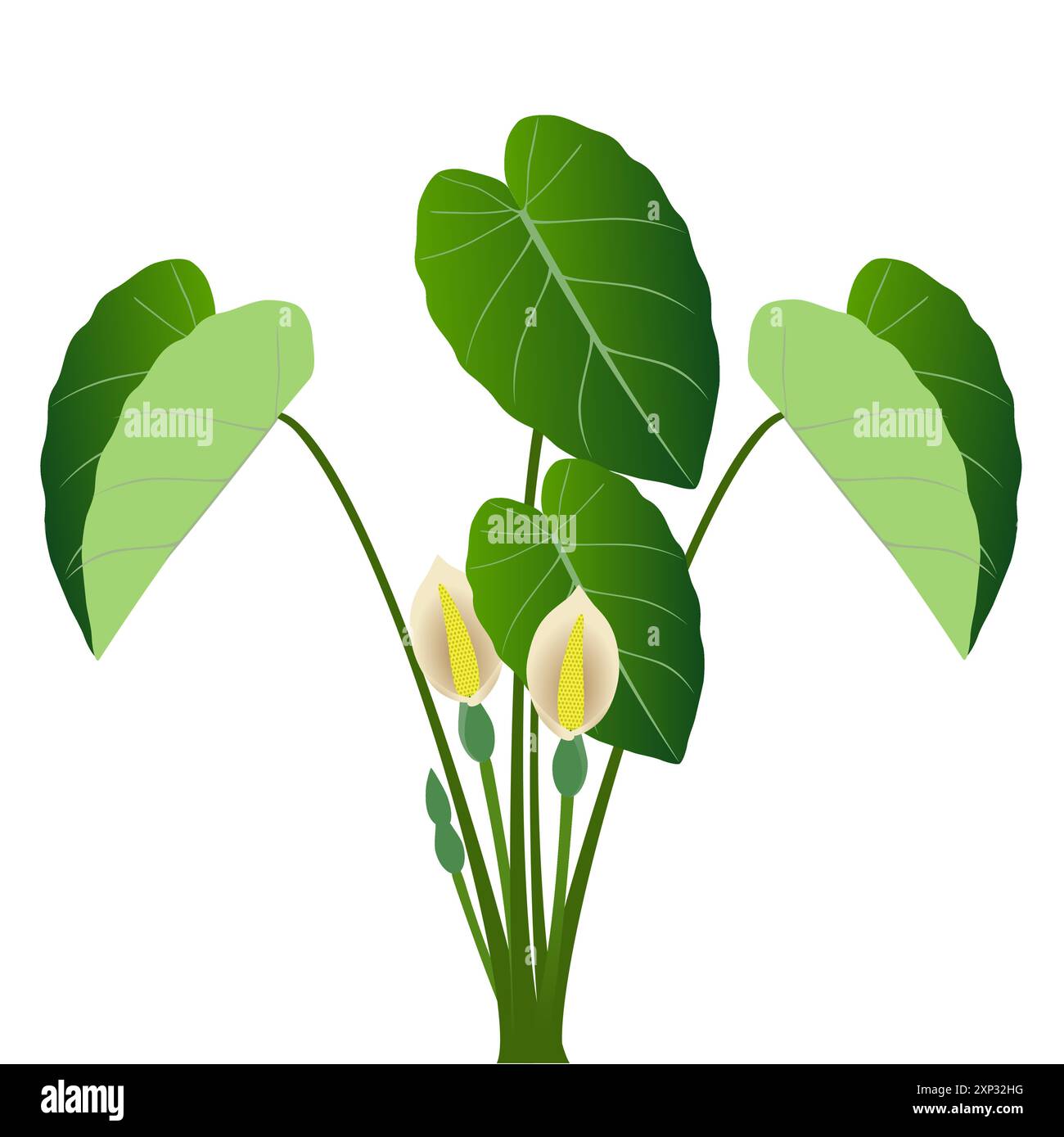 Green taro Stock Vector Images - Alamy