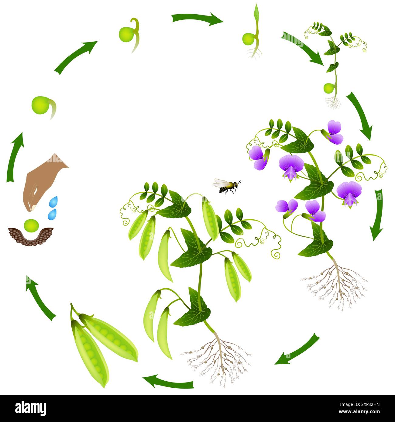 The life cycle of a pea plant is isolated on a white background Stock ...
