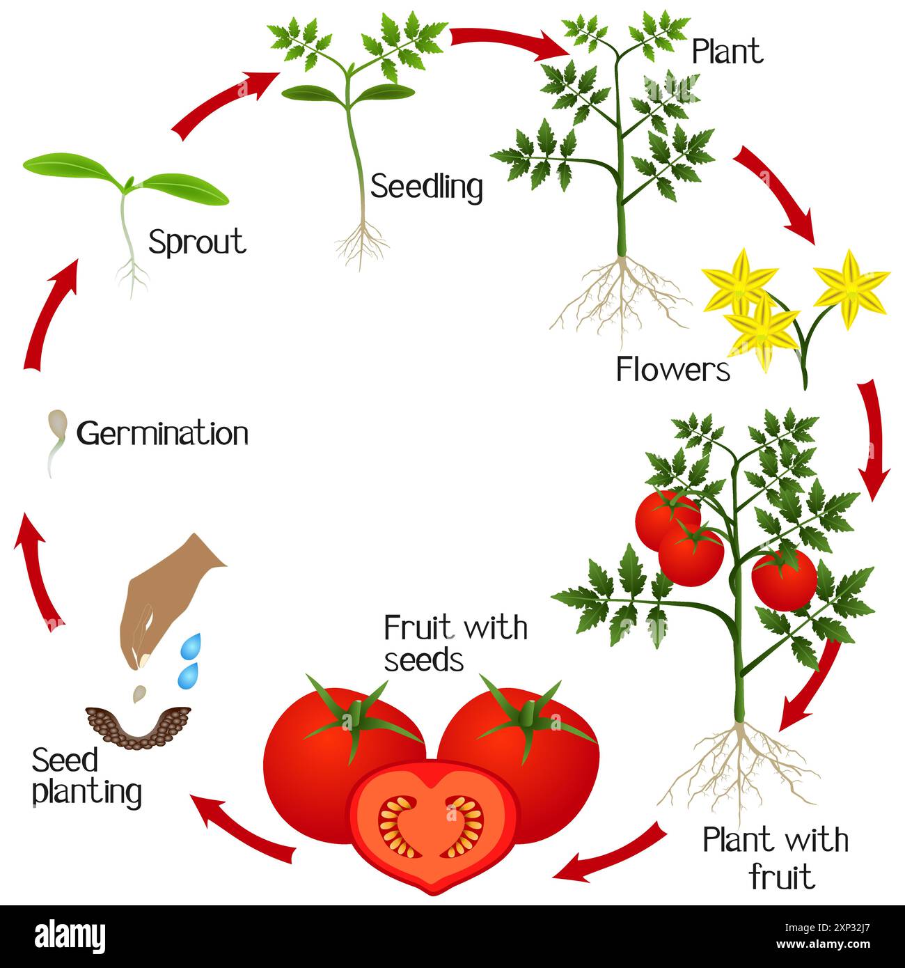 Tomatoes on a plant Stock Vector Images - Alamy