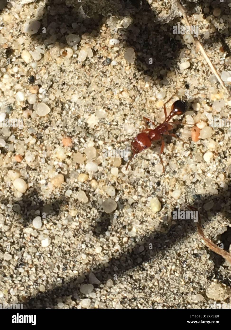 California Harvester Ant (Pogonomyrmex californicus) Insecta Stock ...