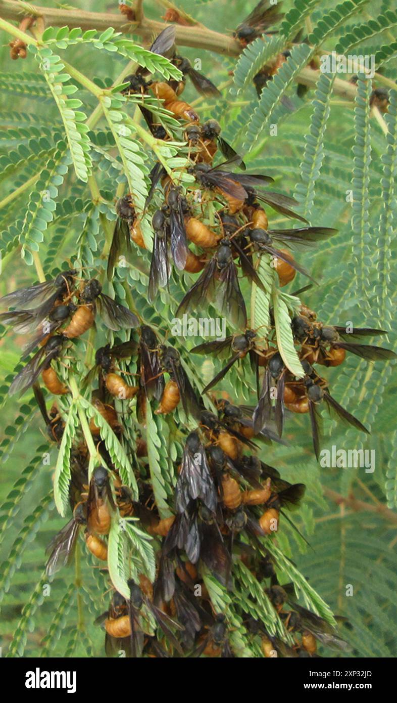 African Thief Ant (Carebara vidua) Insecta Stock Photo - Alamy