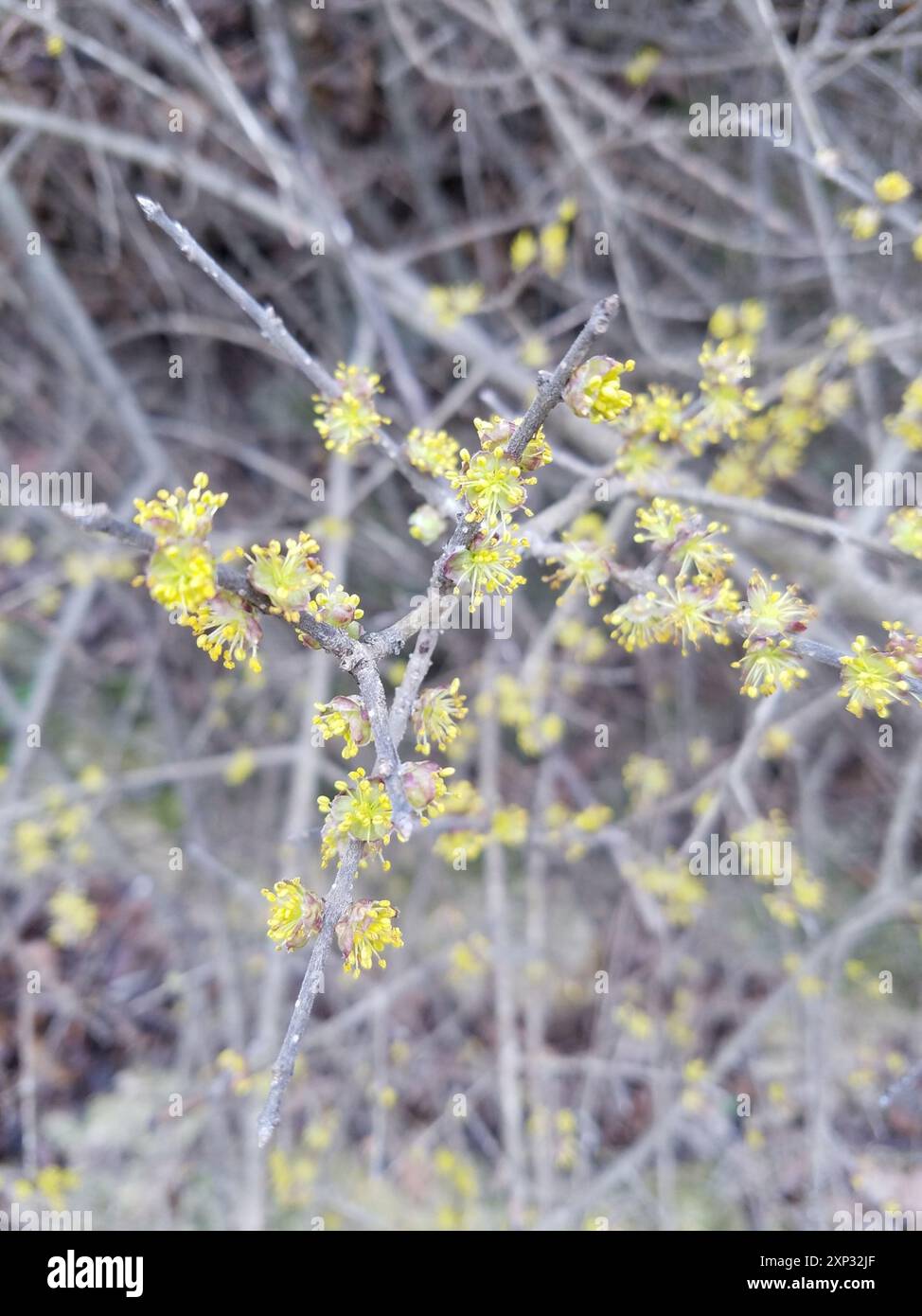 Stretchberry (Forestiera pubescens) Plantae Stock Photo - Alamy