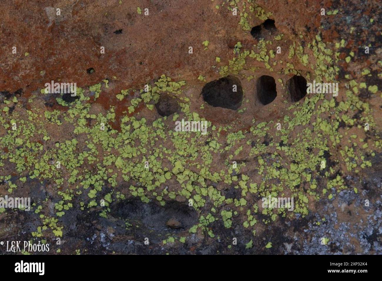African gold lichen hi-res stock photography and images - Alamy
