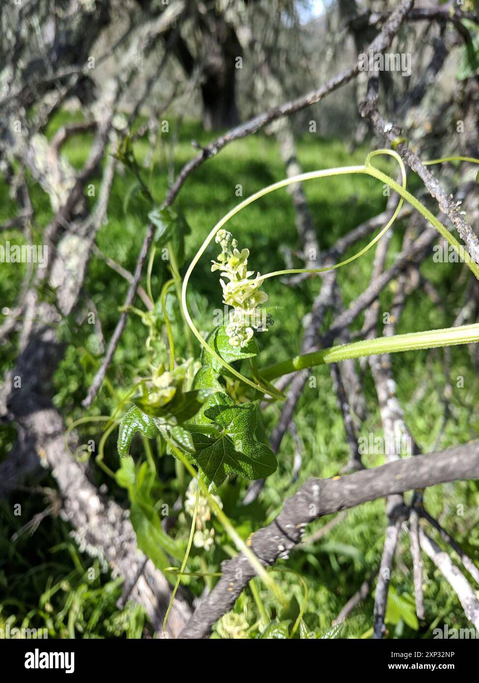 Man-roots (Marah) Plantae Stock Photo - Alamy