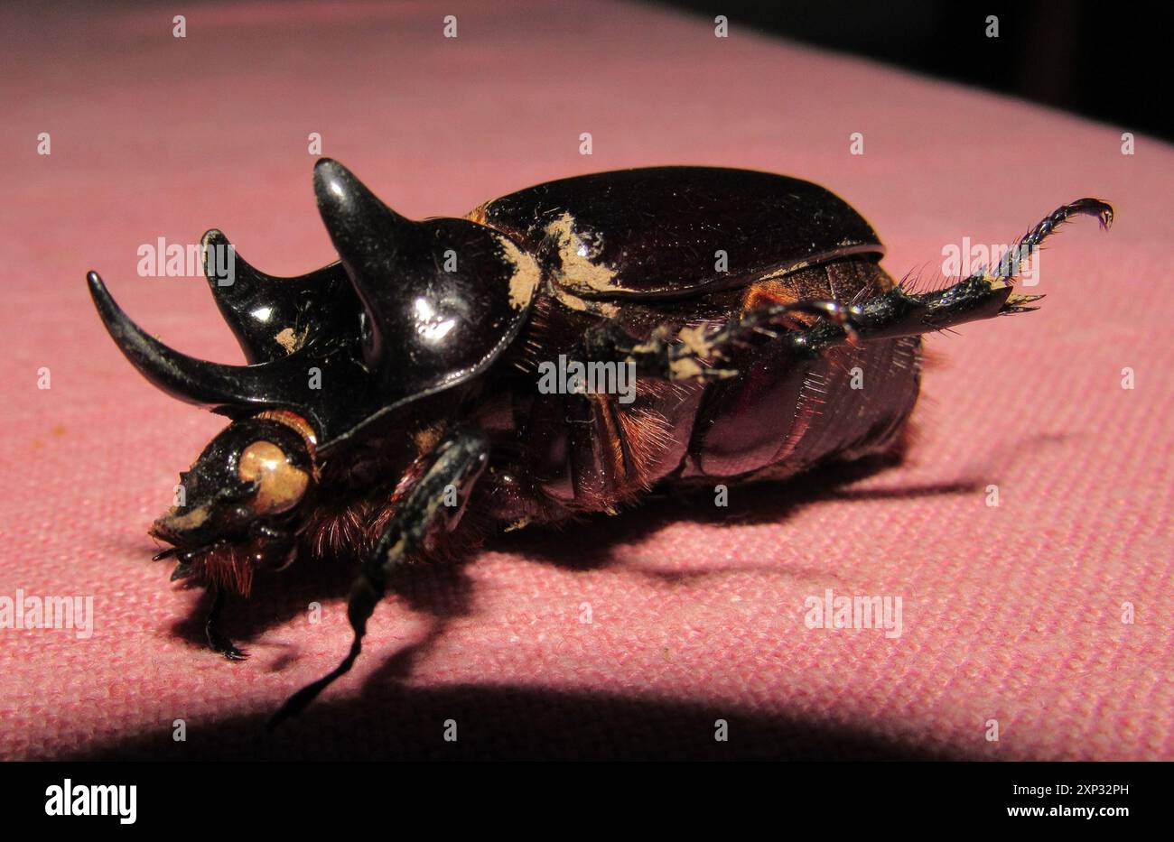 (Strategus validus) Insecta Stock Photo - Alamy