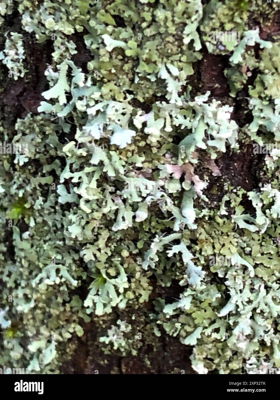 rosette lichens, frost lichens, and allies (Physciaceae) Fungi Stock ...